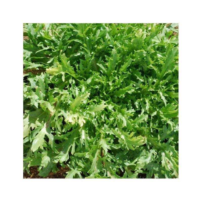 Chicorée frisée fine de Louviers – Les Serres de Sauvenière
