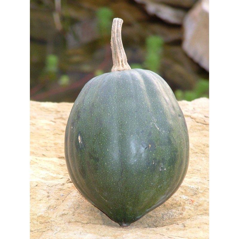 Courge (Cucurbita pepo) royal Acorn – Les Serres de Sauvenière