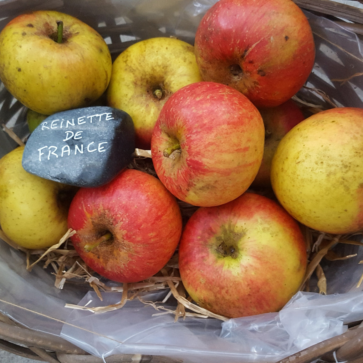 Pommier reinette de France – Les Serres de Sauvenière